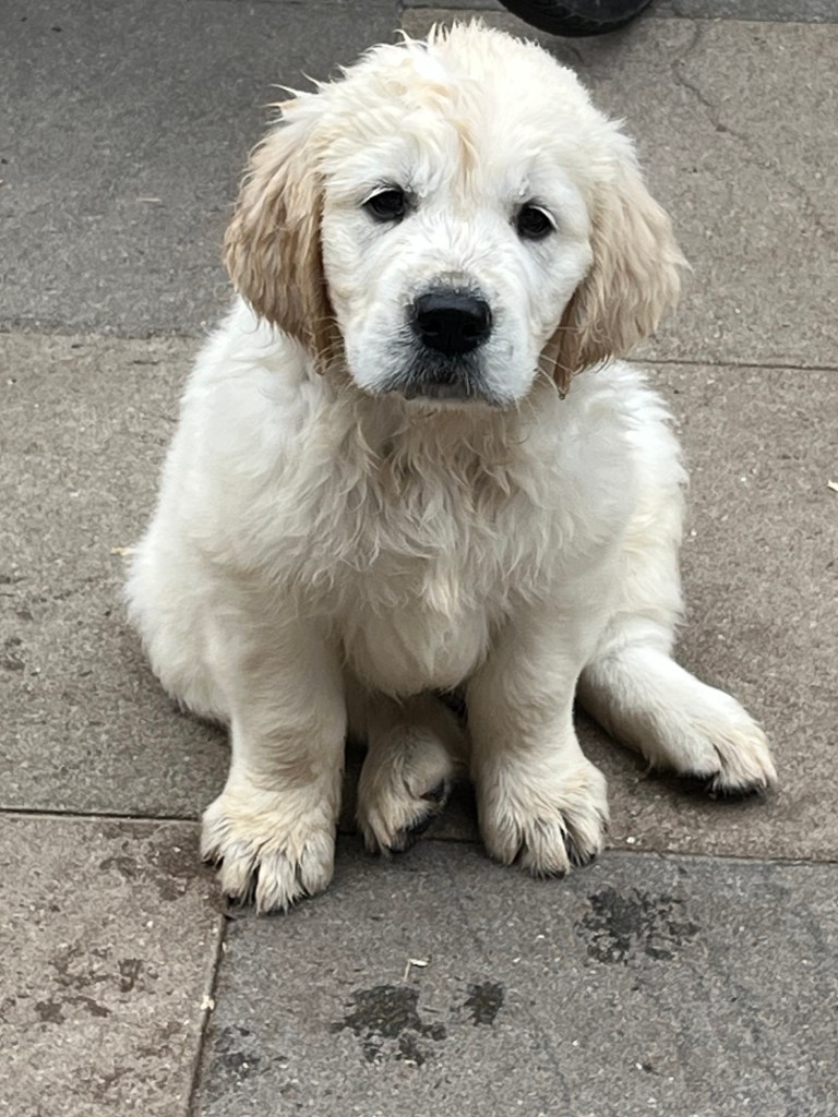 Valpar/ Golden retriever – Kennel Honeytaste